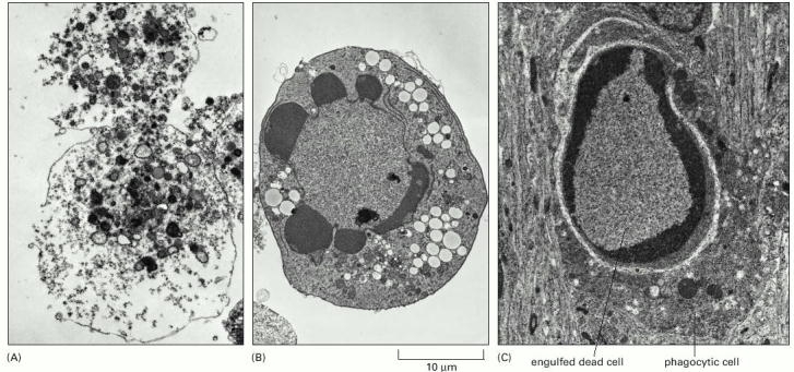How Does Cannabis Kill Cancer Cells