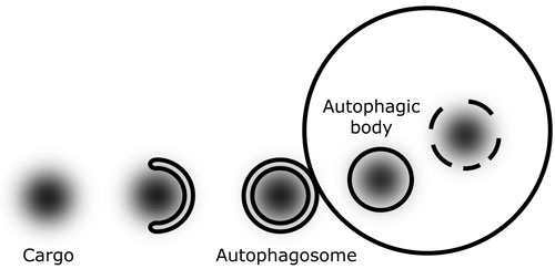 How Does Cannabis Kill Cancer Cells