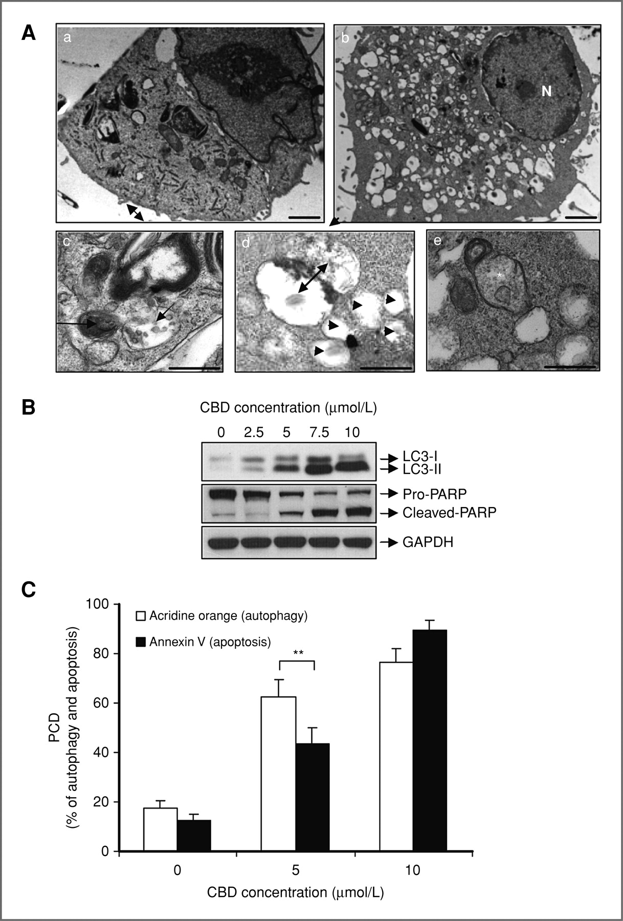 How Does Cannabis Kill Cancer Cells