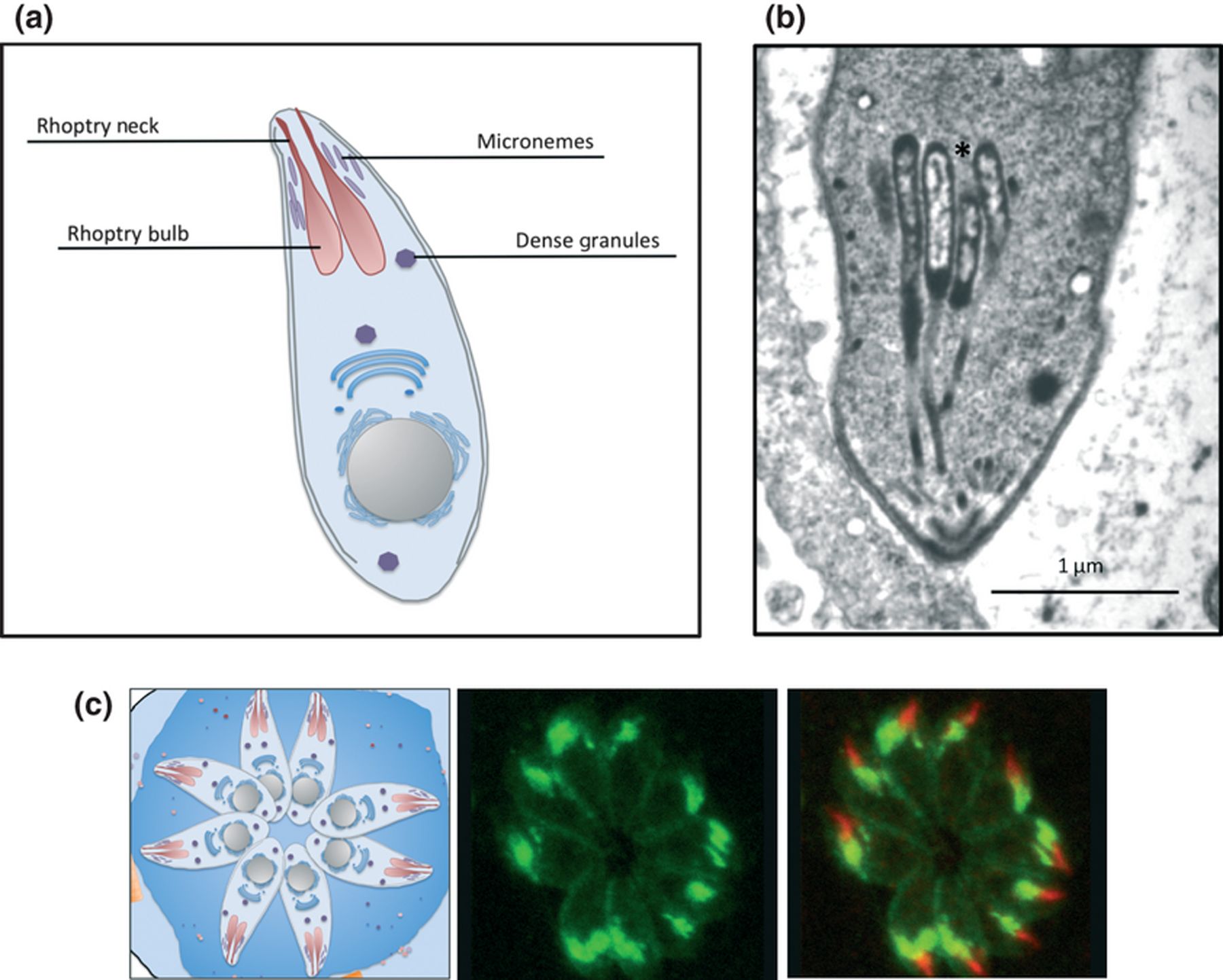 Cancer as a Parasitic Disease - Jeffrey Dach MD
